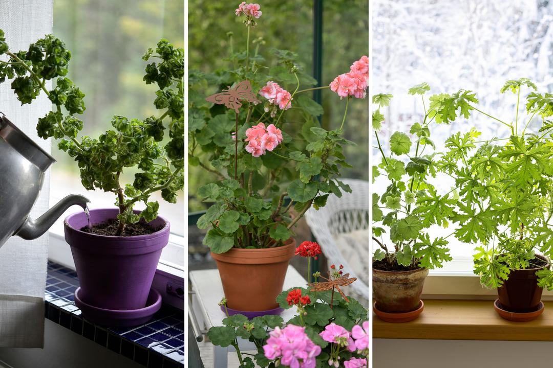 Pelargonin talvetus: näin onnistut | Kotona