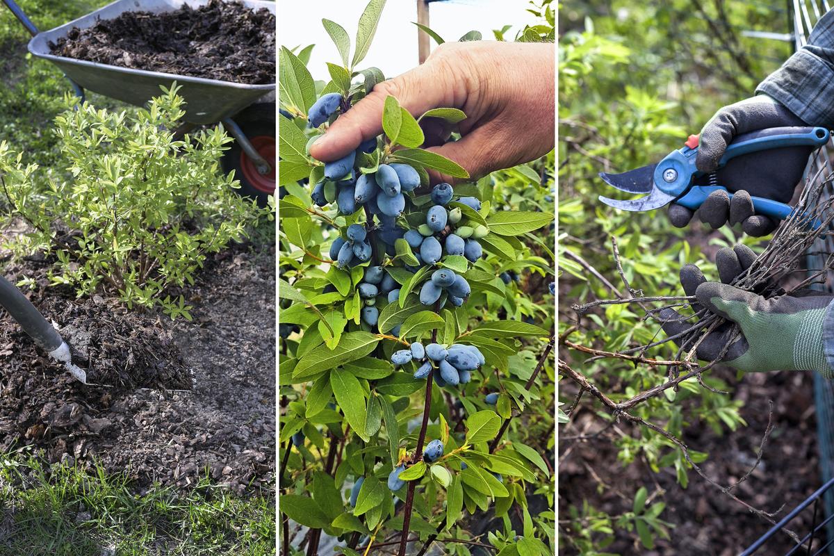 Hunajamarja eli makeasinikuusama – vinkit kasvatukseen | Viherpiha