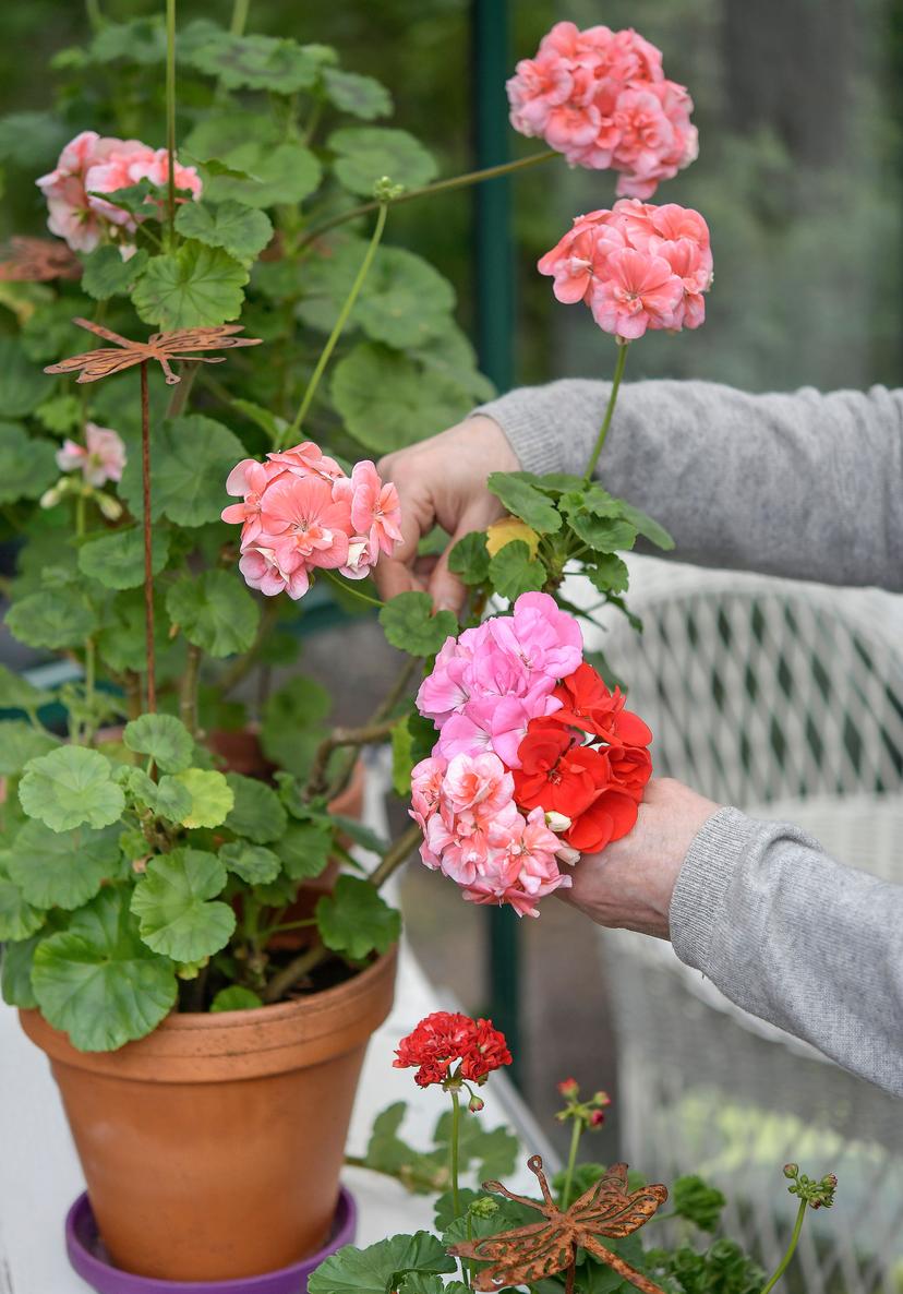 Pelargonin talvetus: näin onnistut | Kotona
