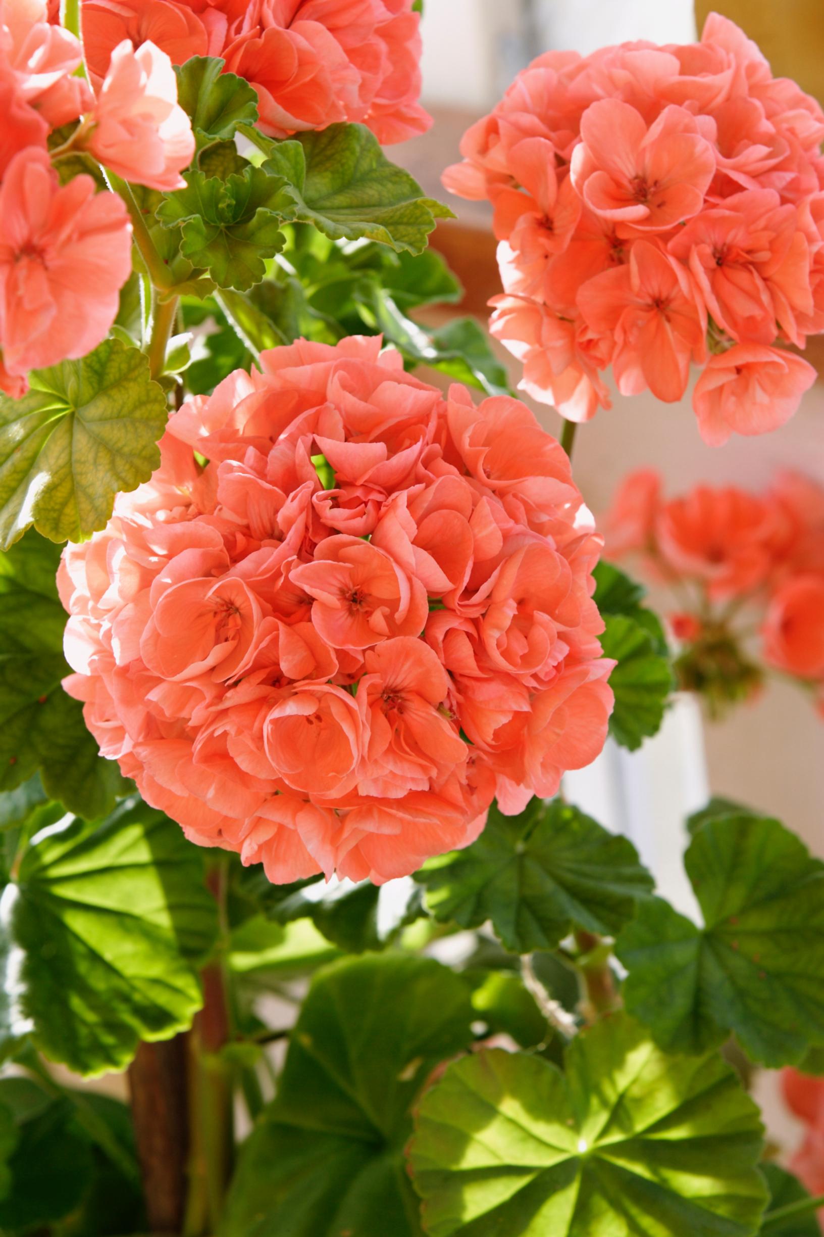 Yleiset kysymykset ja vastaukset pelargoneista | Viherpiha
