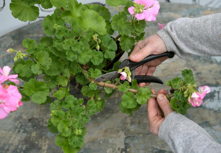 Pelargonin talvetus: näin onnistut | Kotona