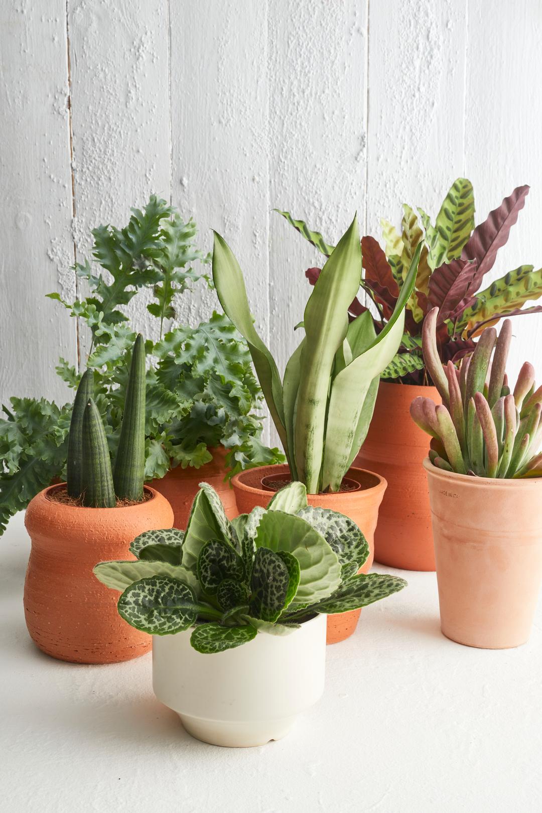 Kasvien sumutus, kannattaako se? Kasvitieteilijä kertoo | Meillä kotona