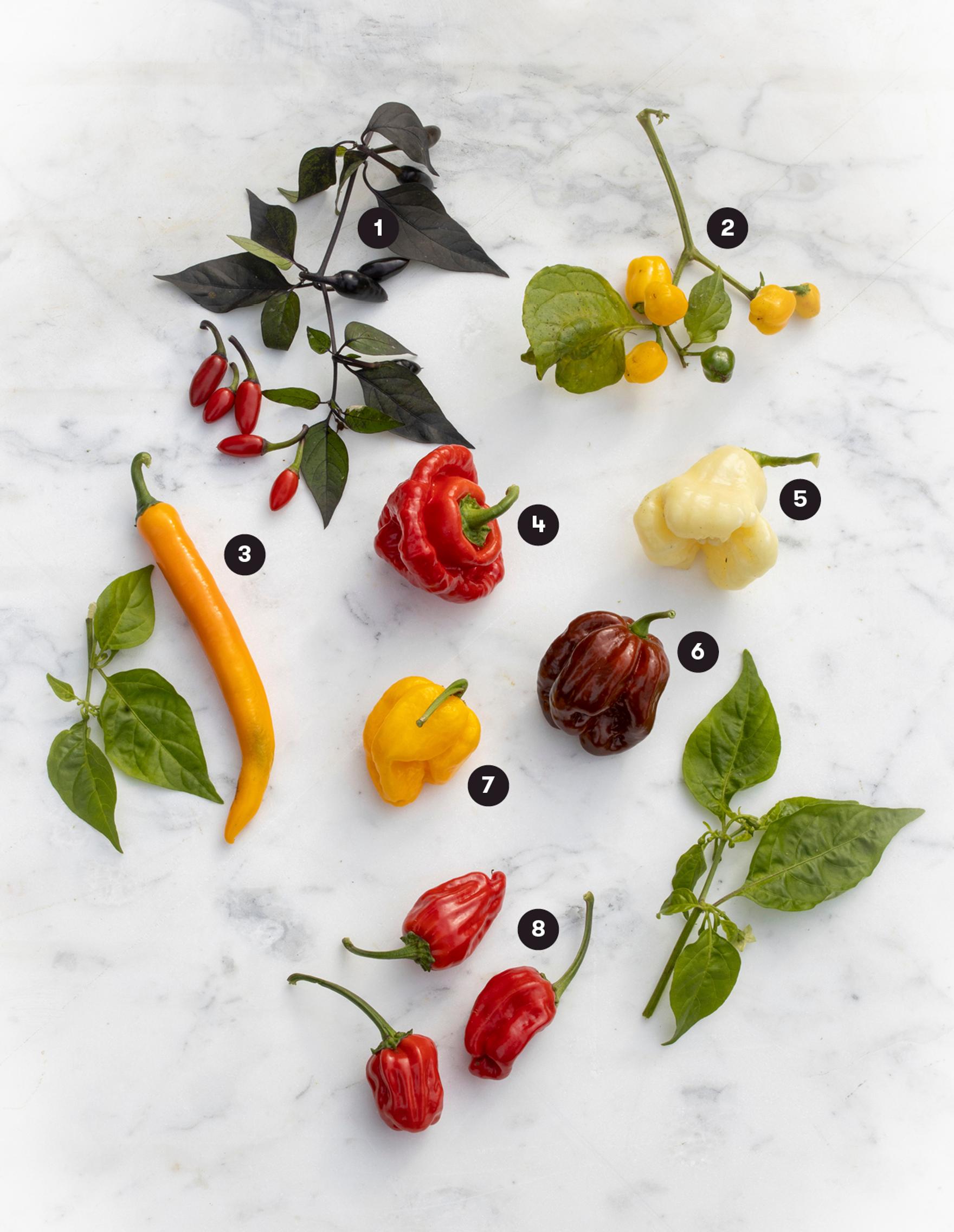 Kylvölautta chilin kasvatuksessa | Viherpiha