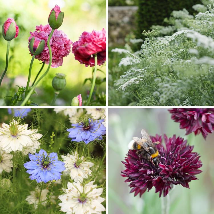 Helpot kesäkukat siemenestä | Meillä kotona