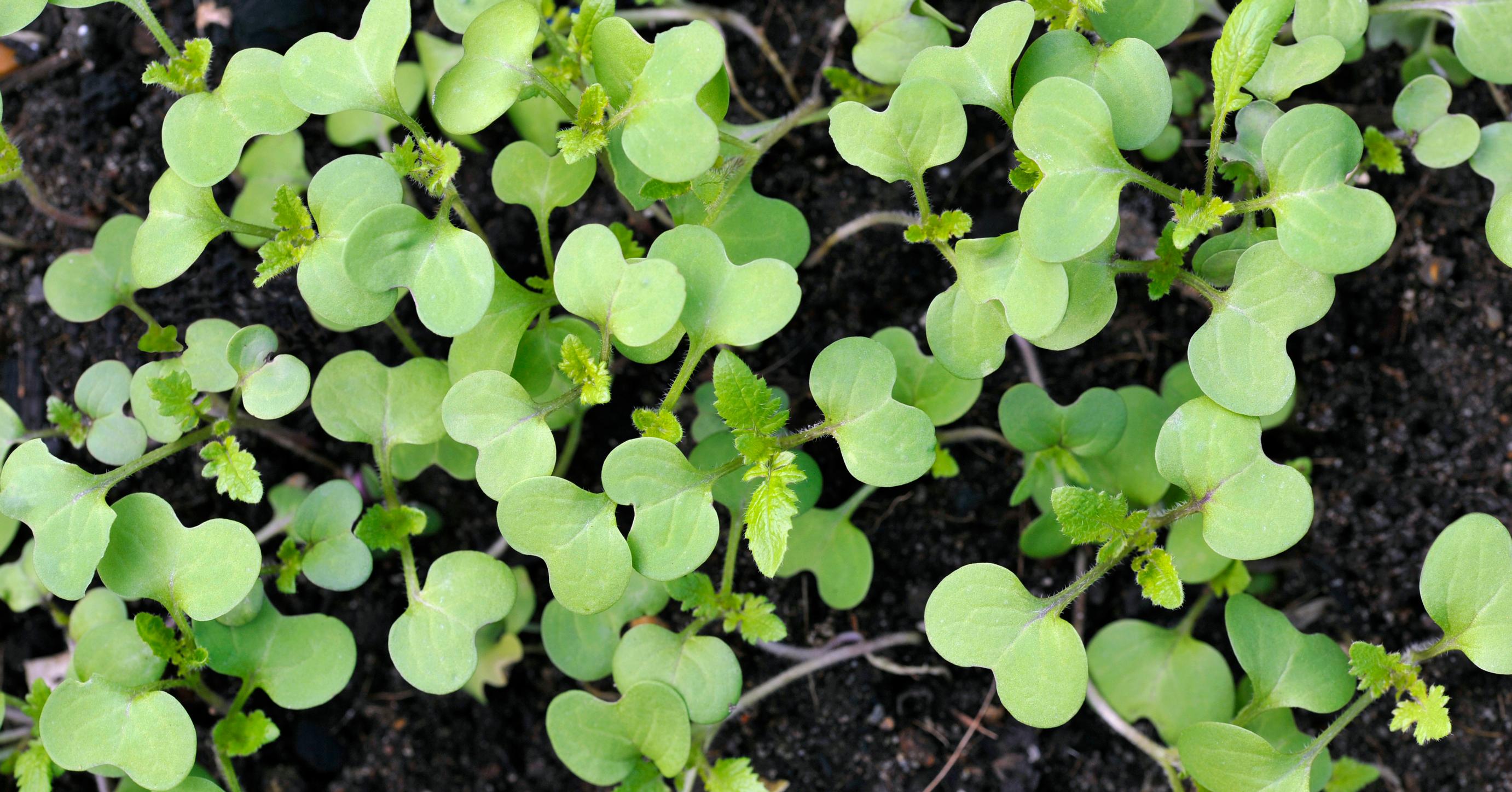 Sinapin kasvatus – katso ohjeet! | Meillä kotona
