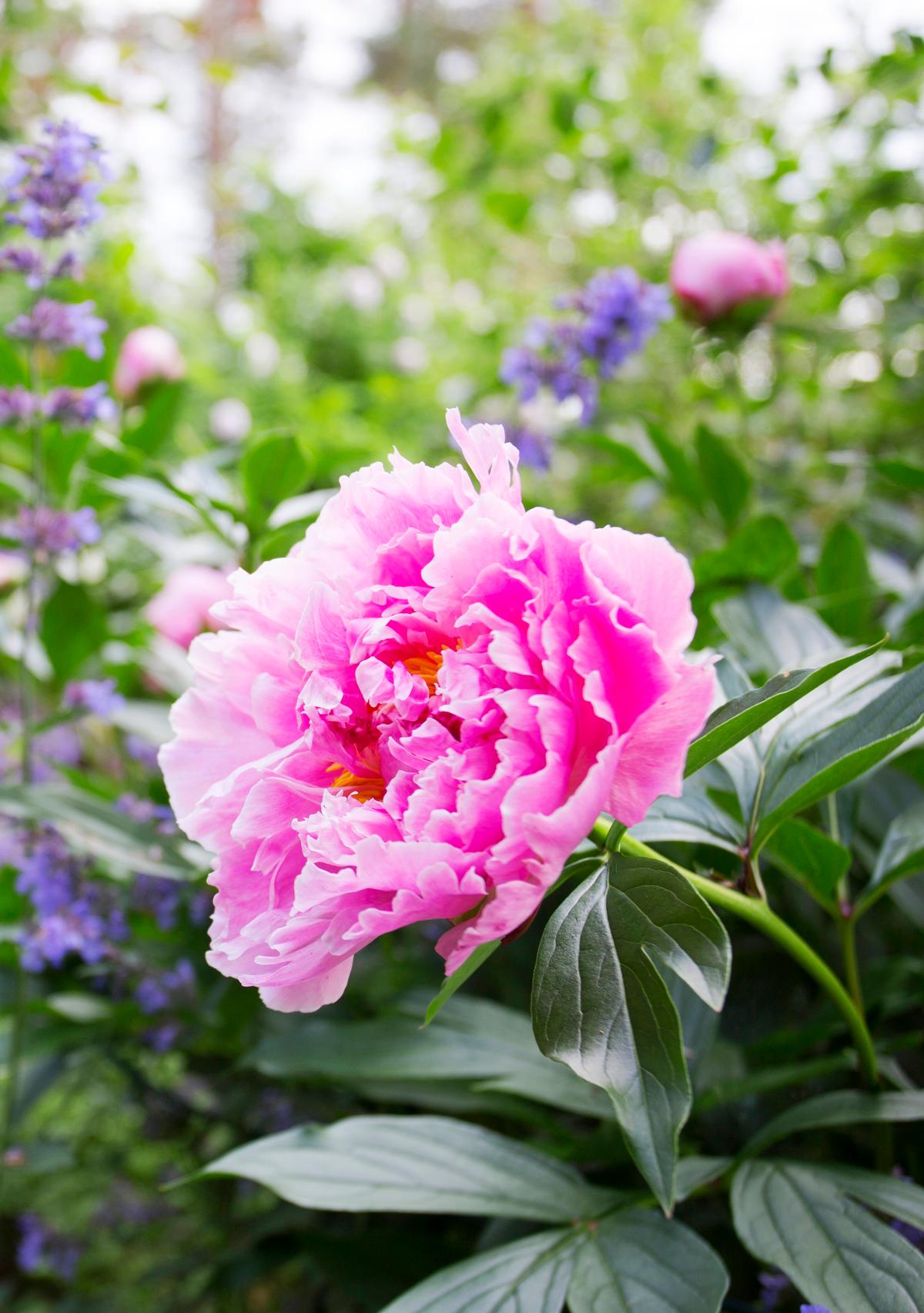 Pioni: kasvatus, hoito ja lannoitus – katso ohjeet | Viherpiha