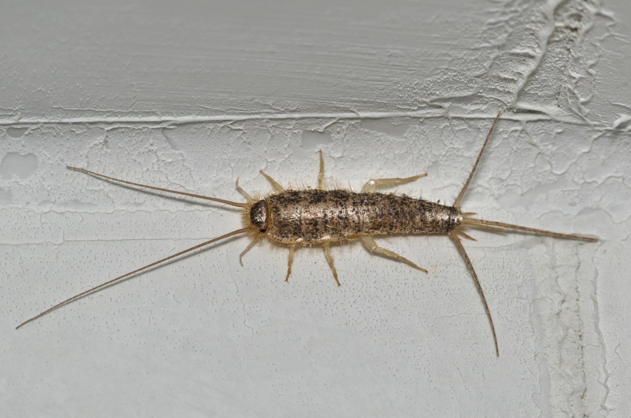 Sokeritoukka: tuntomerkit ja vinkit torjuntaan | Kotona