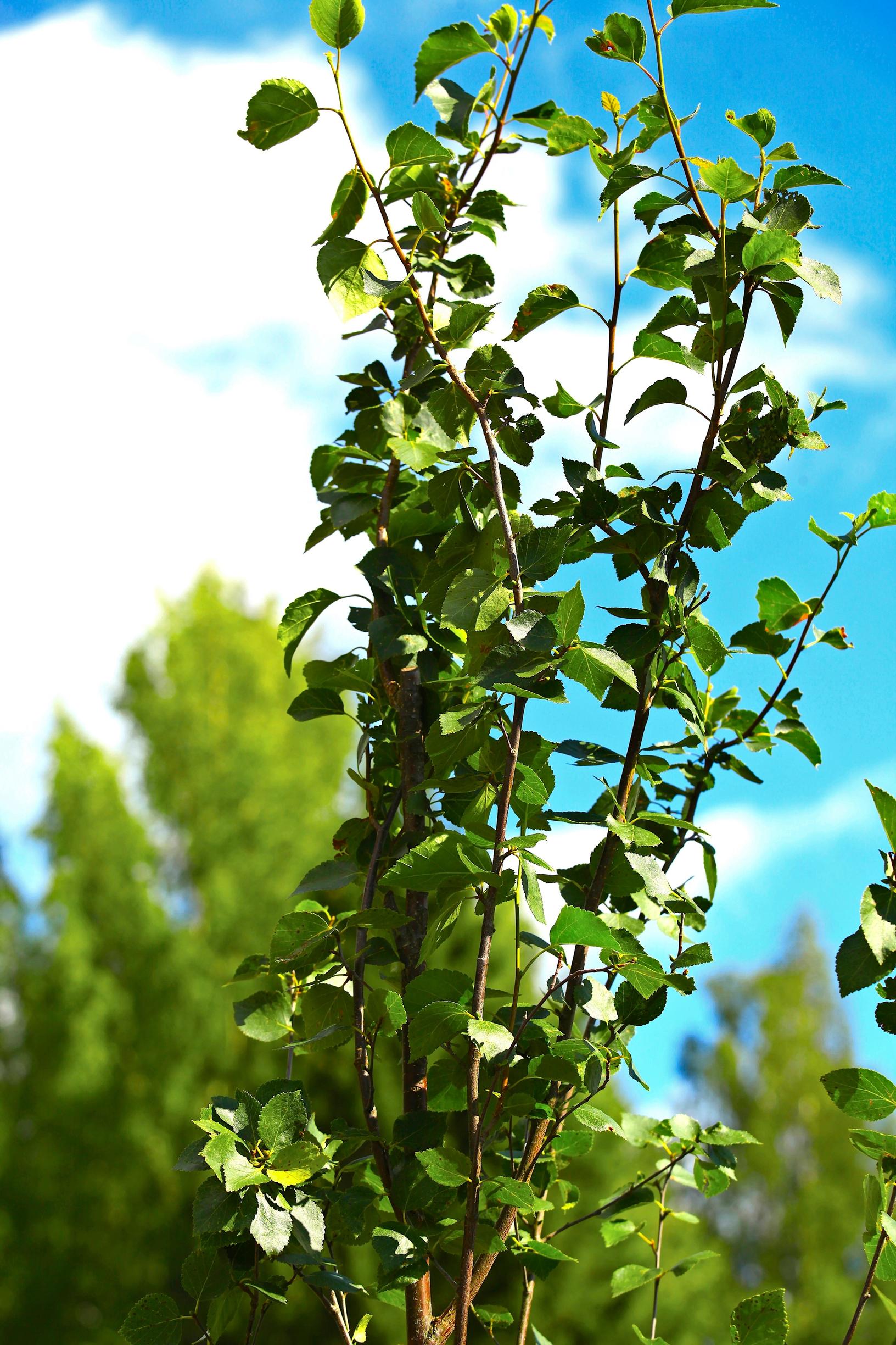 Puut ja pensaat Pohjois-Suomeen | Viherpiha