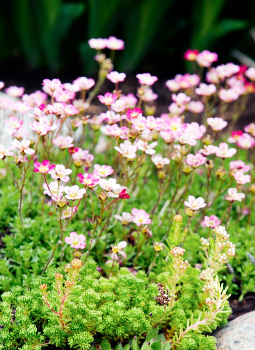 Taimistojen suosikit: aikaiset perennat | Viherpiha