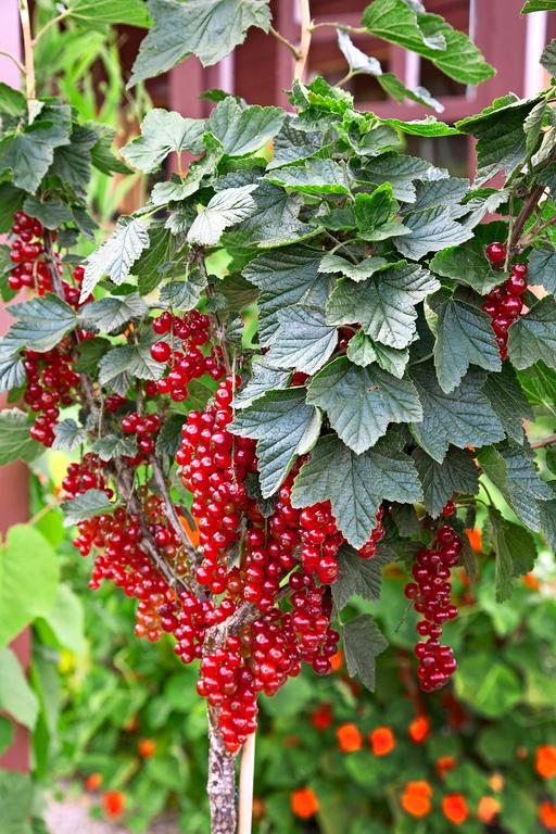 Marjapensaat – valitse sopivin omaan pihaan | Meillä kotona