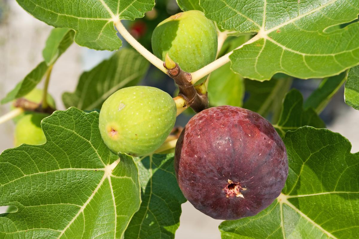 Fiikus: kasvatus ja hoito | Kotona