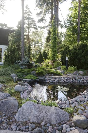 Imikkä – suloinen perenna metsäpuutarhaan | Meillä kotona