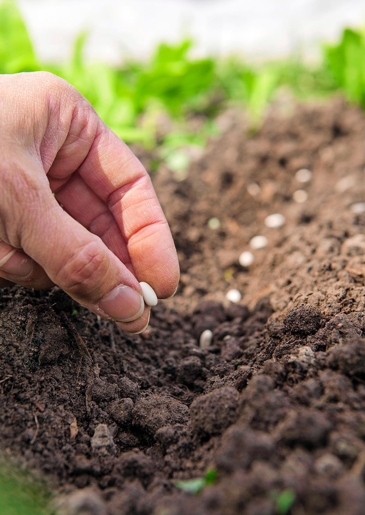 Kuukalenteri – kuun vaiheet puutarhanhoidossa | Viherpiha