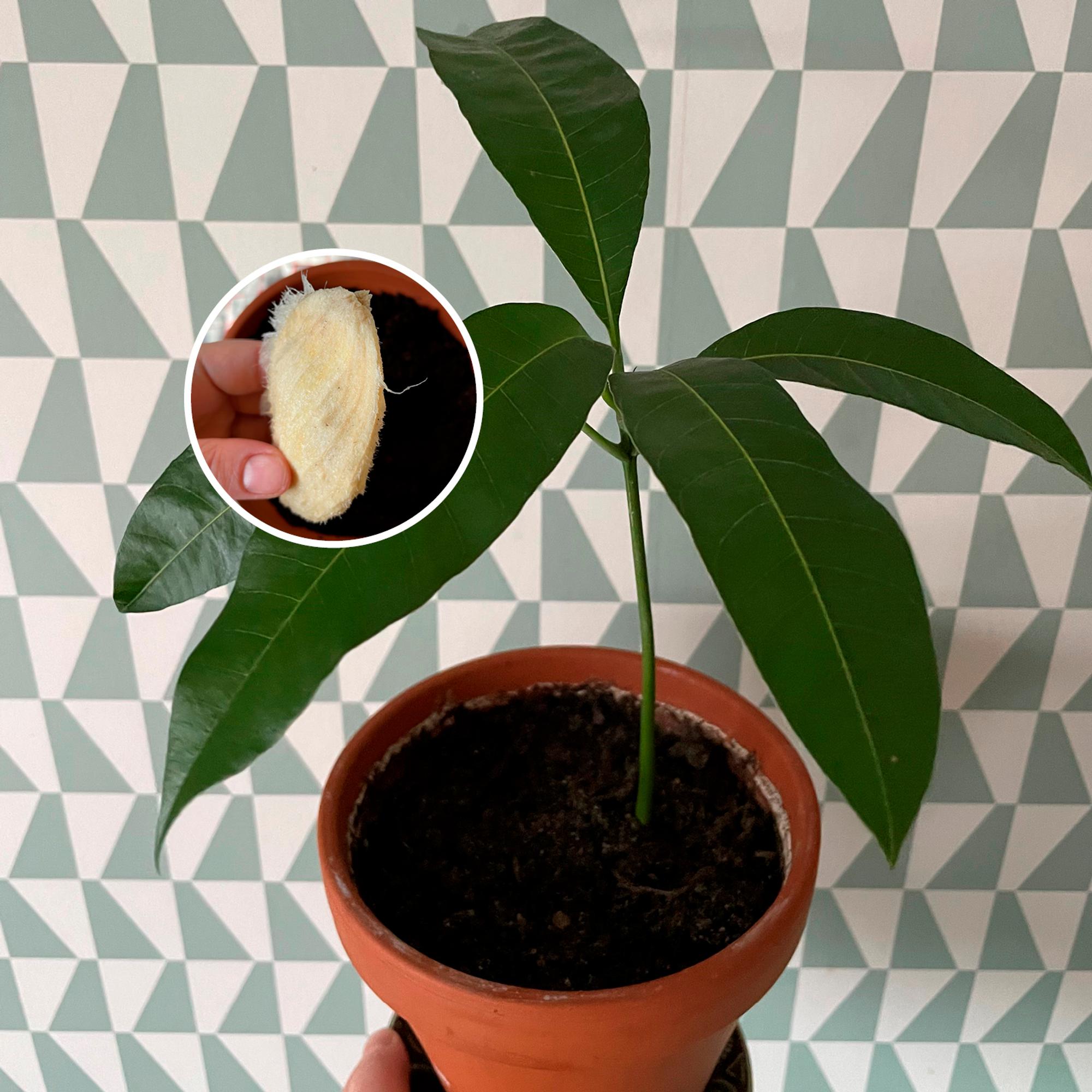 Mangon kasvatus | Meillä kotona