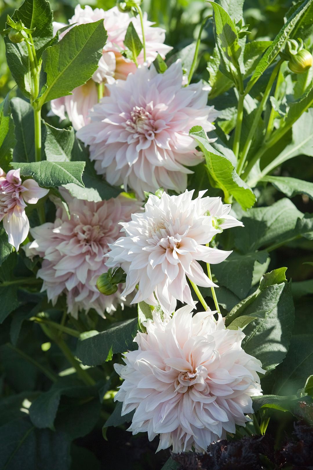 Kasvata rakastettuja daalioita leikkokukiksi | Viherpiha