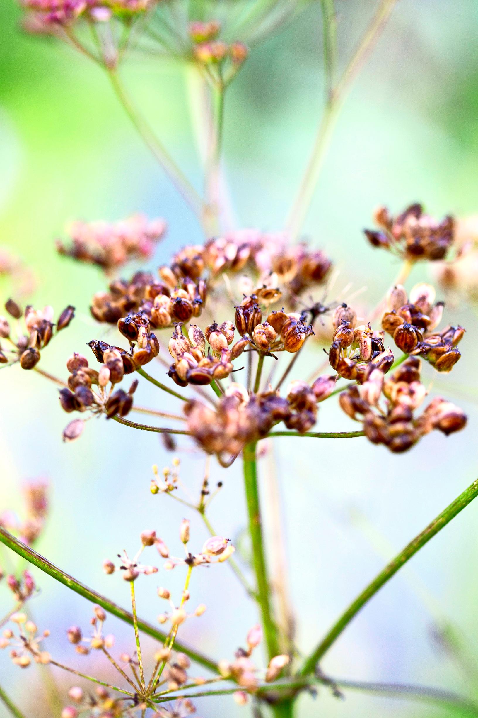 Syyskylvö – katso lajit sekä vinkit, joilla onnistut | Viherpiha