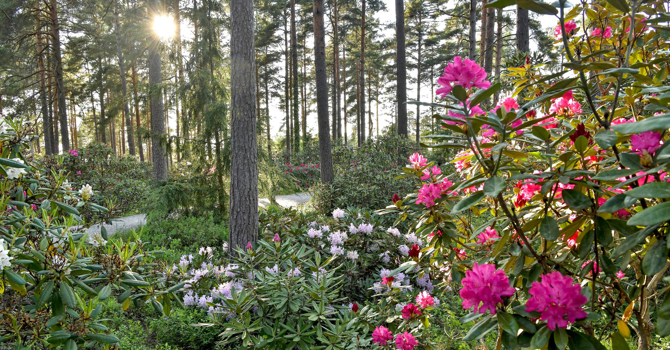 Raision alppiruusupuisto – yli 2 000 rodoa! | Meillä kotona