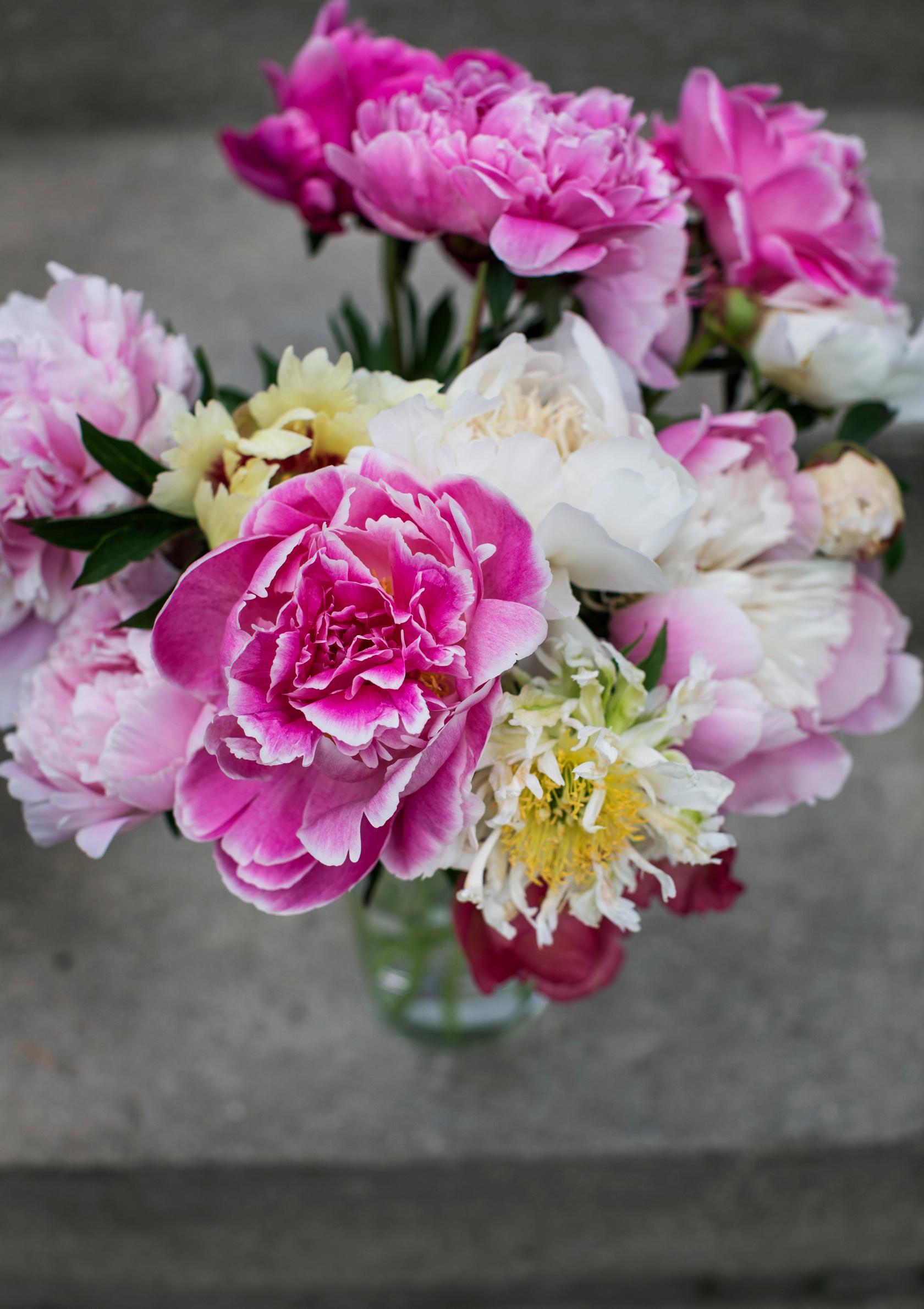 Pioni maljakossa – näin hoidat pionikimppua! | Kotona