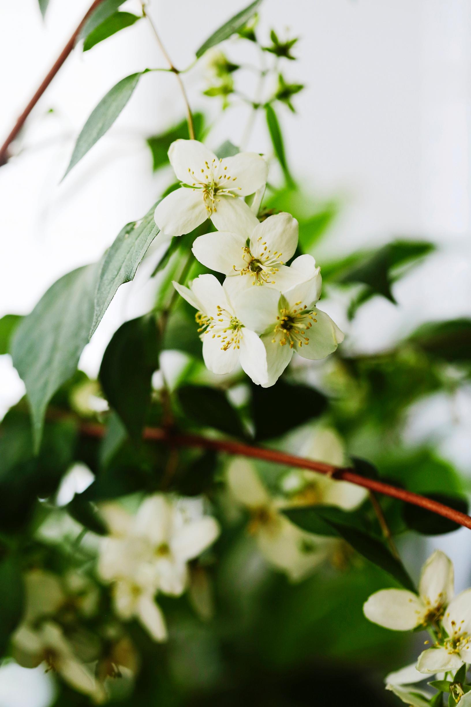 Parveke kuin keidas | Viherpiha