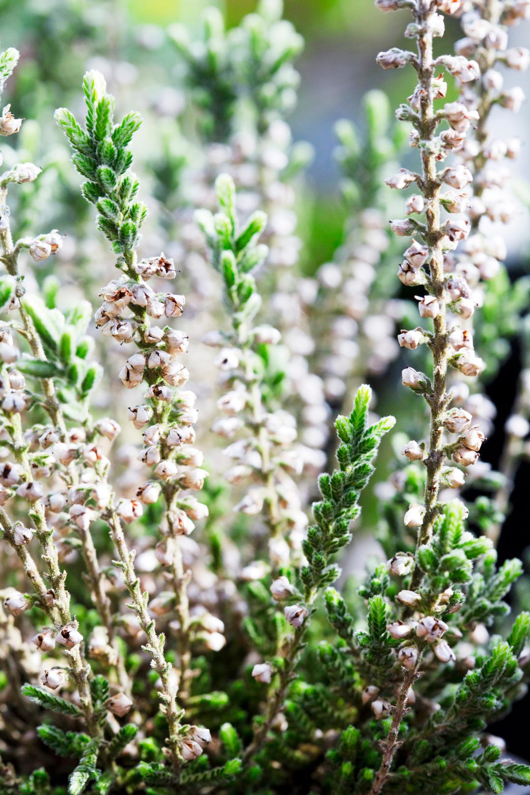 Kanervan hoito, kasvatus ja kauneimmat lajikkeet | Viherpiha