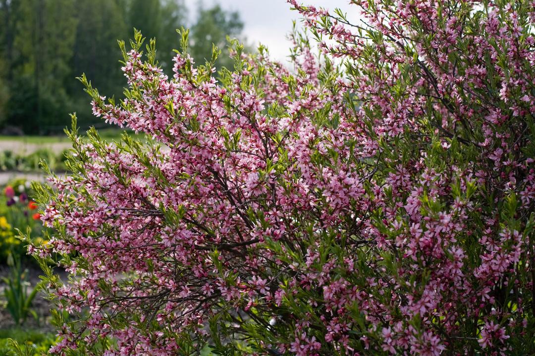Kirsikkapuu – tutustu lajikkeisiin | Viherpiha