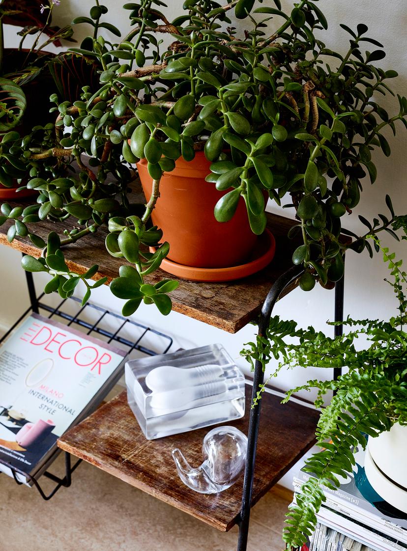 Rahapuun hoito | Viherpiha