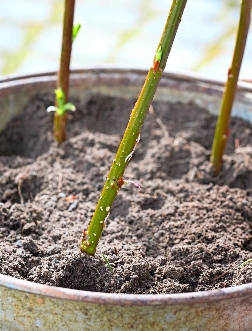 Pajutyöt – edullisia, kauniita ja ekologisia | Viherpiha