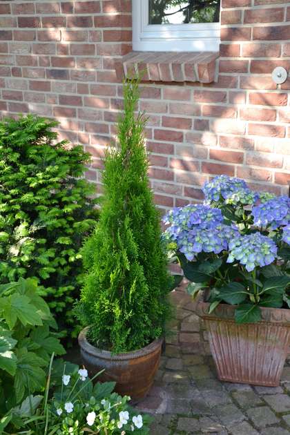 Tuija ruukussa: ohjeet istutukseen, kasvatukseen ja hoitoon | Meillä kotona