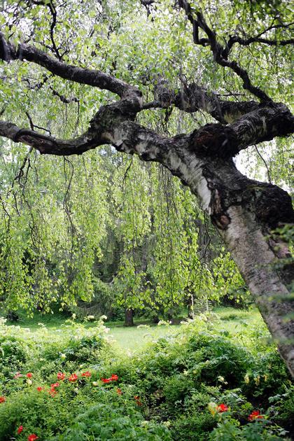 Lehtipuut – vinkit istutukseen ja hoitoon | Kotona