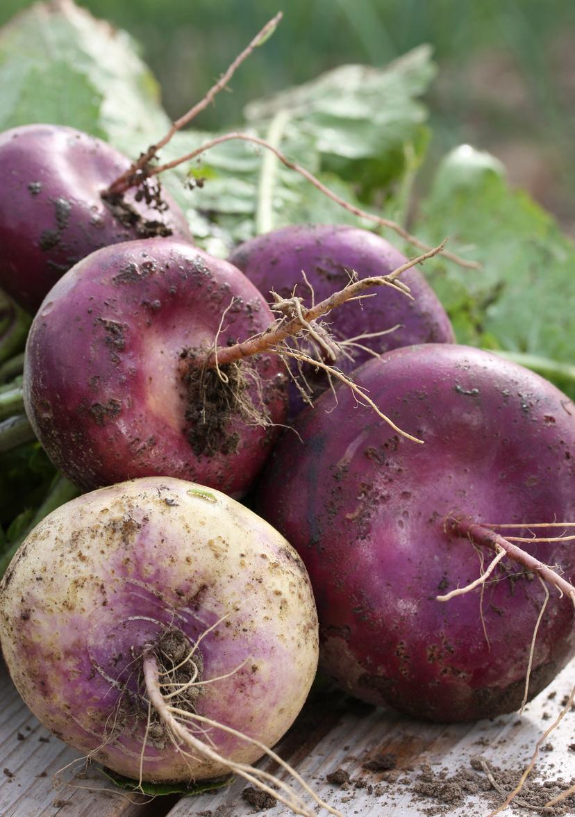 Nauris – kylvö, kasvatus ja parhaat reseptit | Viherpiha