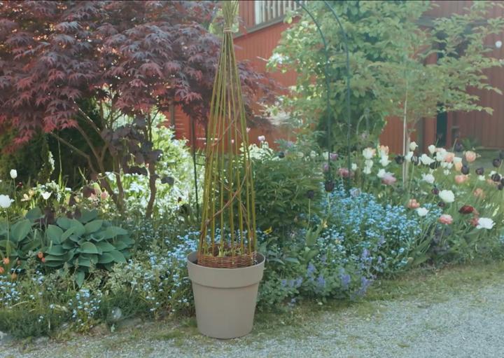 Belgialainen pajupuu – katso ohje! | Meillä kotona