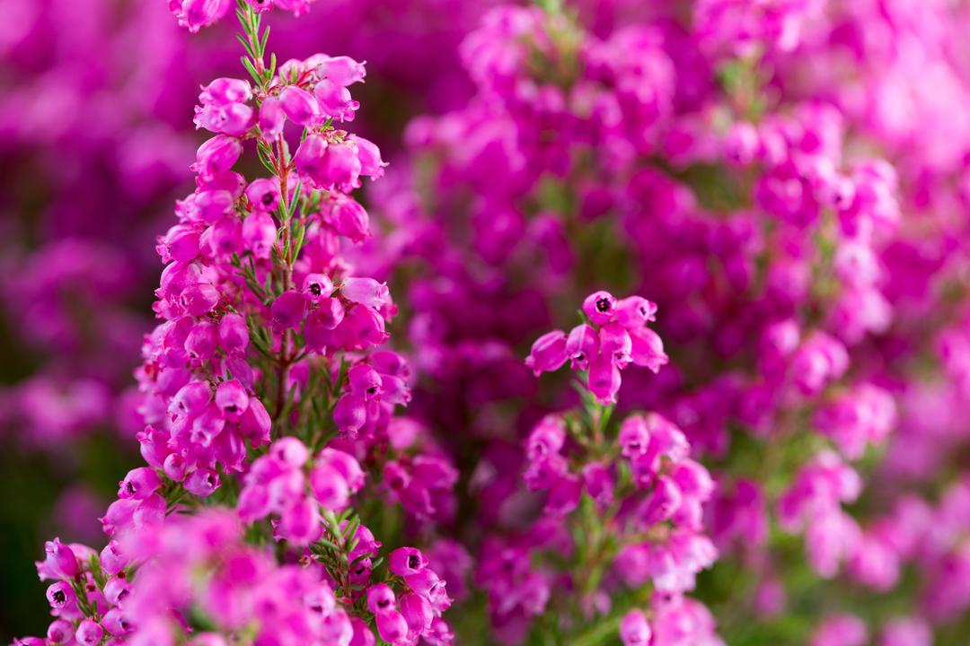 Kanerva hurmaa syksyisissä istutuksissa – 12 ideaa | Viherpiha