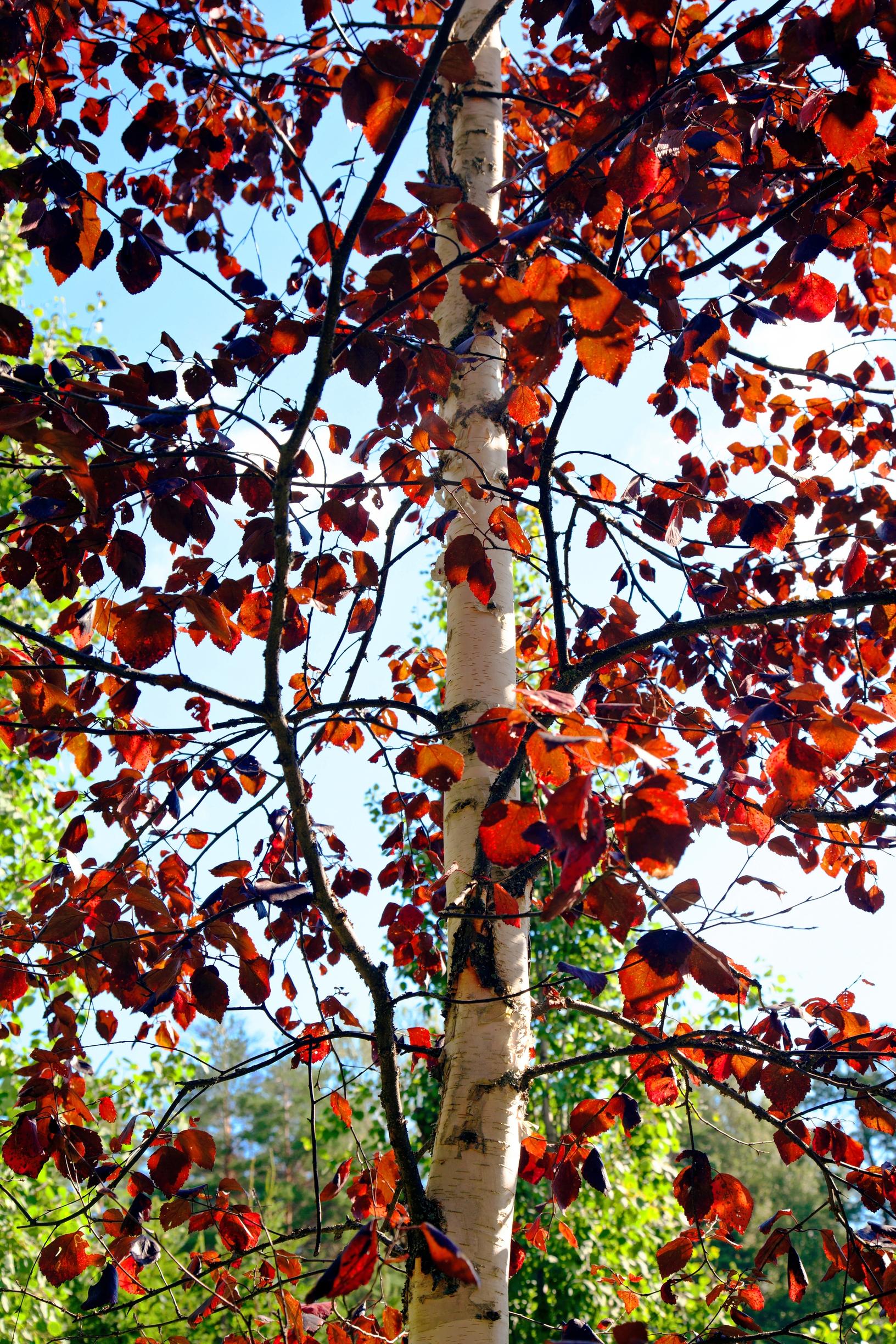 Puut ja pensaat Pohjois-Suomeen | Viherpiha