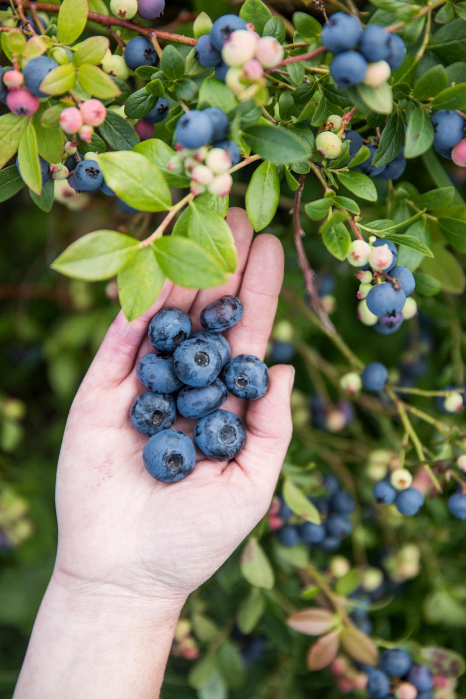 Hoida pensasmustikka oikein – näin varmistat sadon | Viherpiha