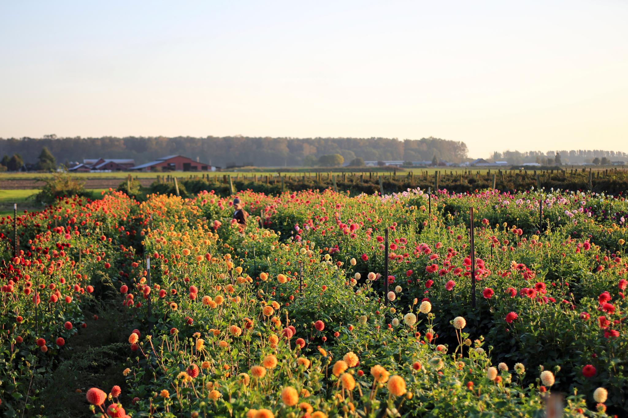Floret Flower Farm: Erin Benzakeinin tarina | Viherpiha