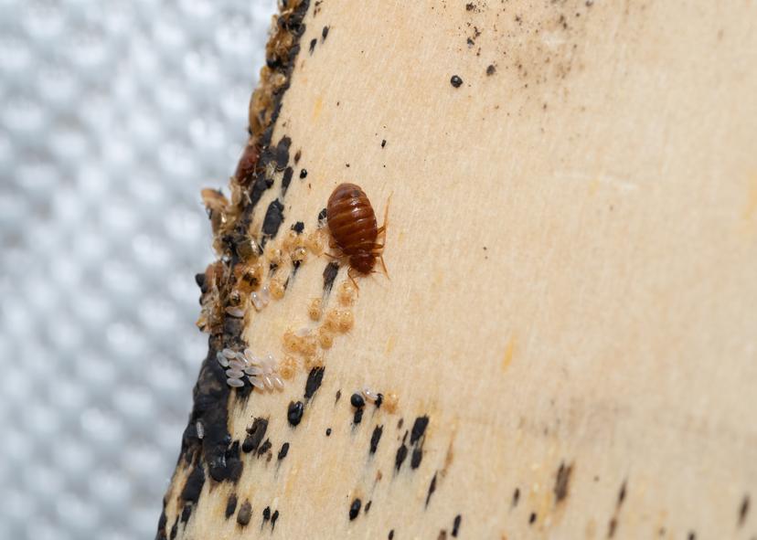 Lude – purema tai jäljet paljastavat luteet! | Kotona