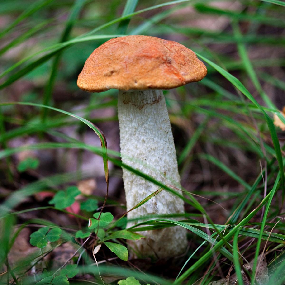 Pieni sieniopas: tunnista nämä herkulliset ruokasienet | Kotona