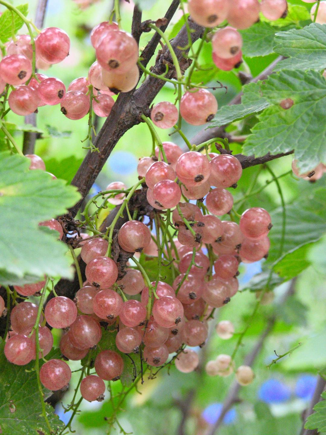 Uudet ideat: marjapensaat ja hedelmäpuut | Viherpiha