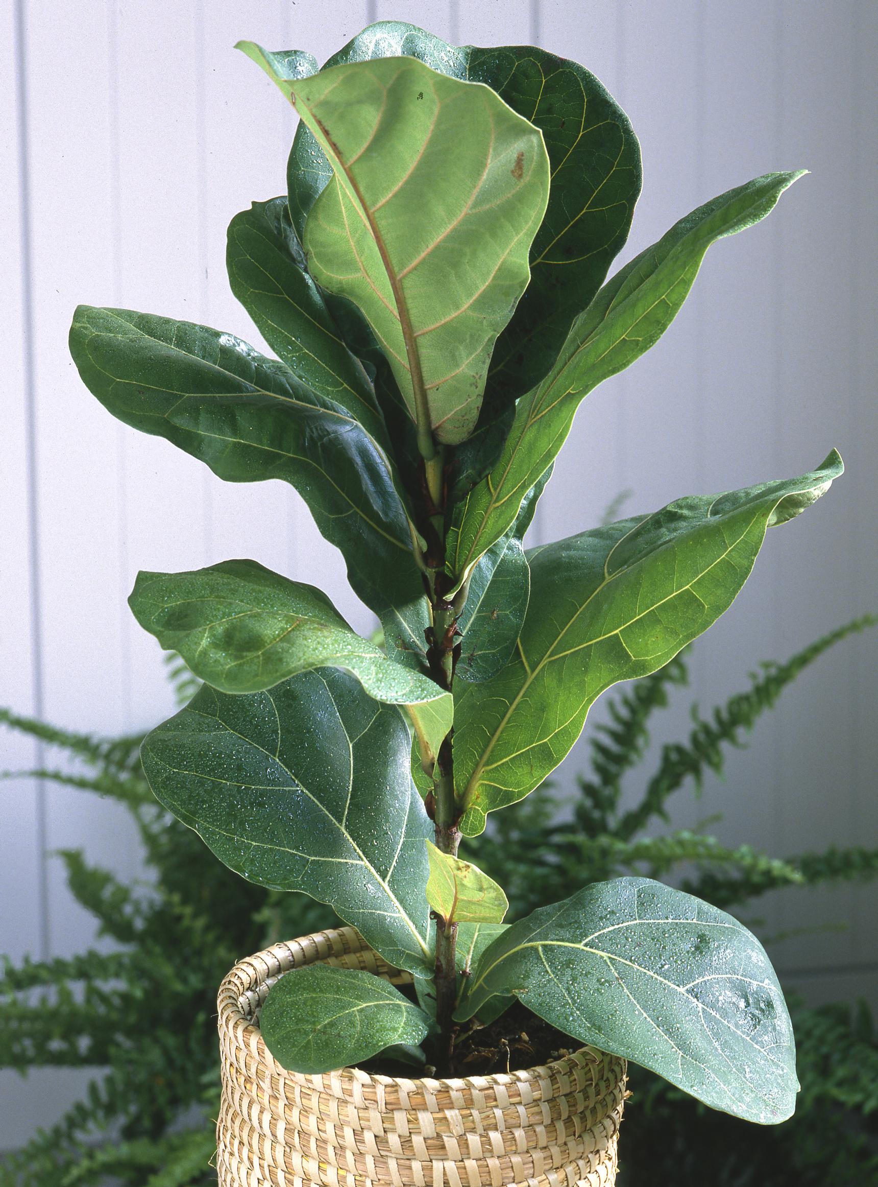 Fiikus: kasvatus ja hoito | Kotona