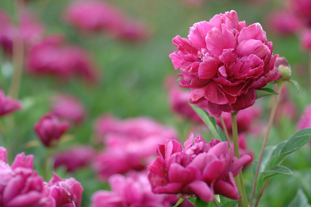 Pioni: kasvatus, hoito ja lannoitus – katso ohjeet | Viherpiha