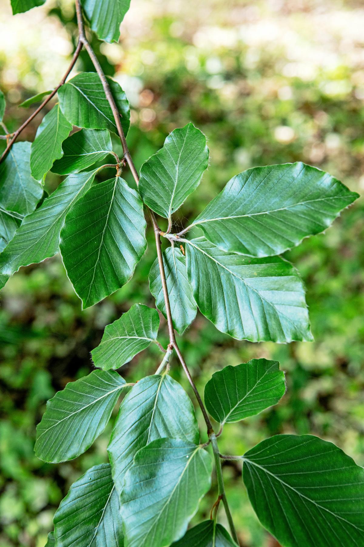 Mustion linnan puutarha | Viherpiha