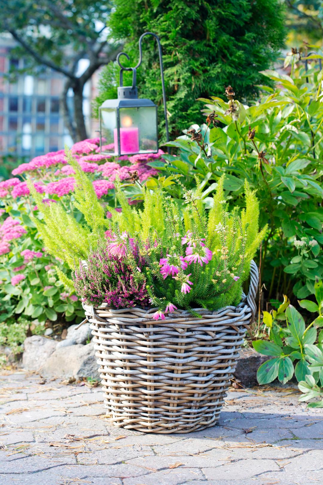 Kanerva hurmaa syksyisissä istutuksissa – 12 ideaa | Viherpiha