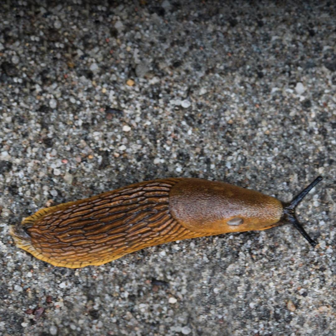 Espanjansiruetana – tunnistus ja hävittäminen | Viherpiha