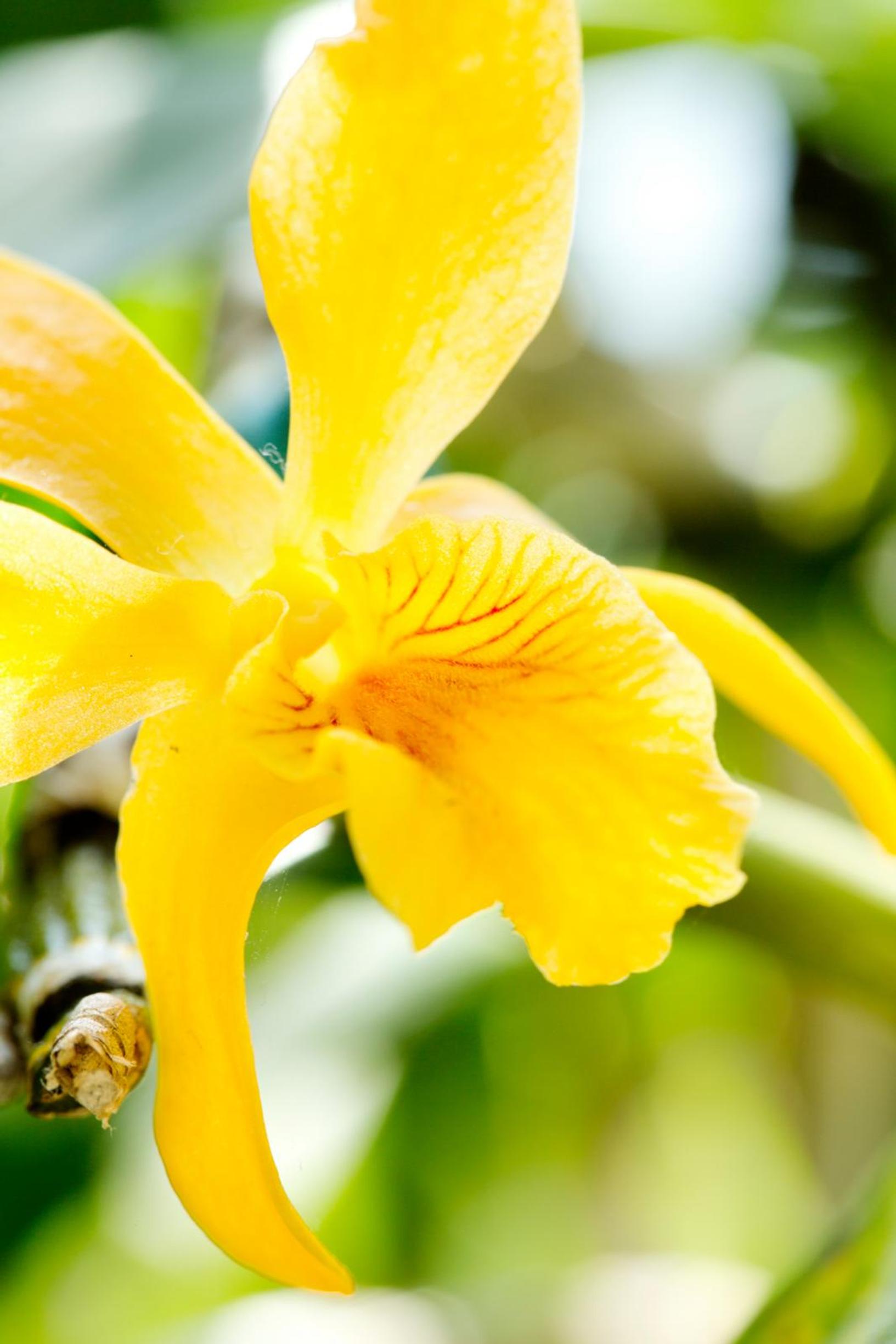 Orkidea: hoito, kasvatus ja erilaiset lajit | Viherpiha