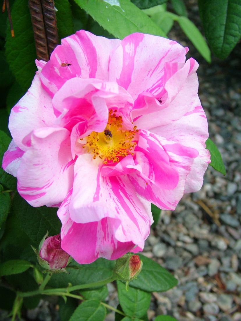 Ruusut – 16 upeinta lajiketta | Viherpiha