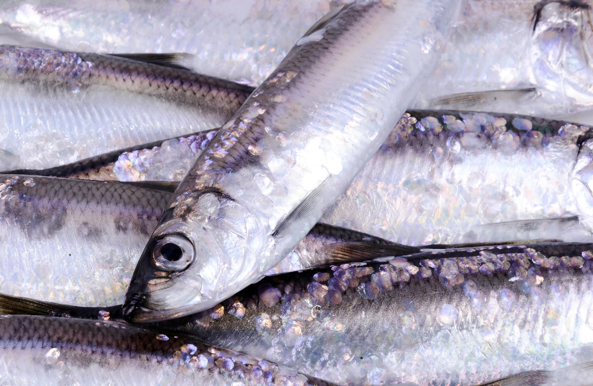 Muikku on monipuolinen ruokakala – perkausvinkit ja reseptit | Maku