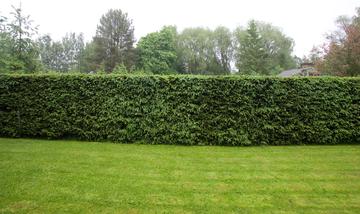 Kuusen istutus ja hoito | Meillä kotona