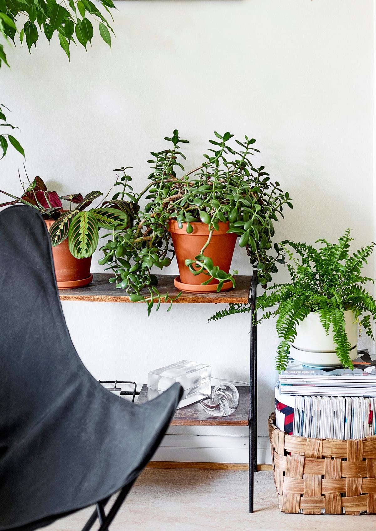 Rahapuun hoito | Viherpiha