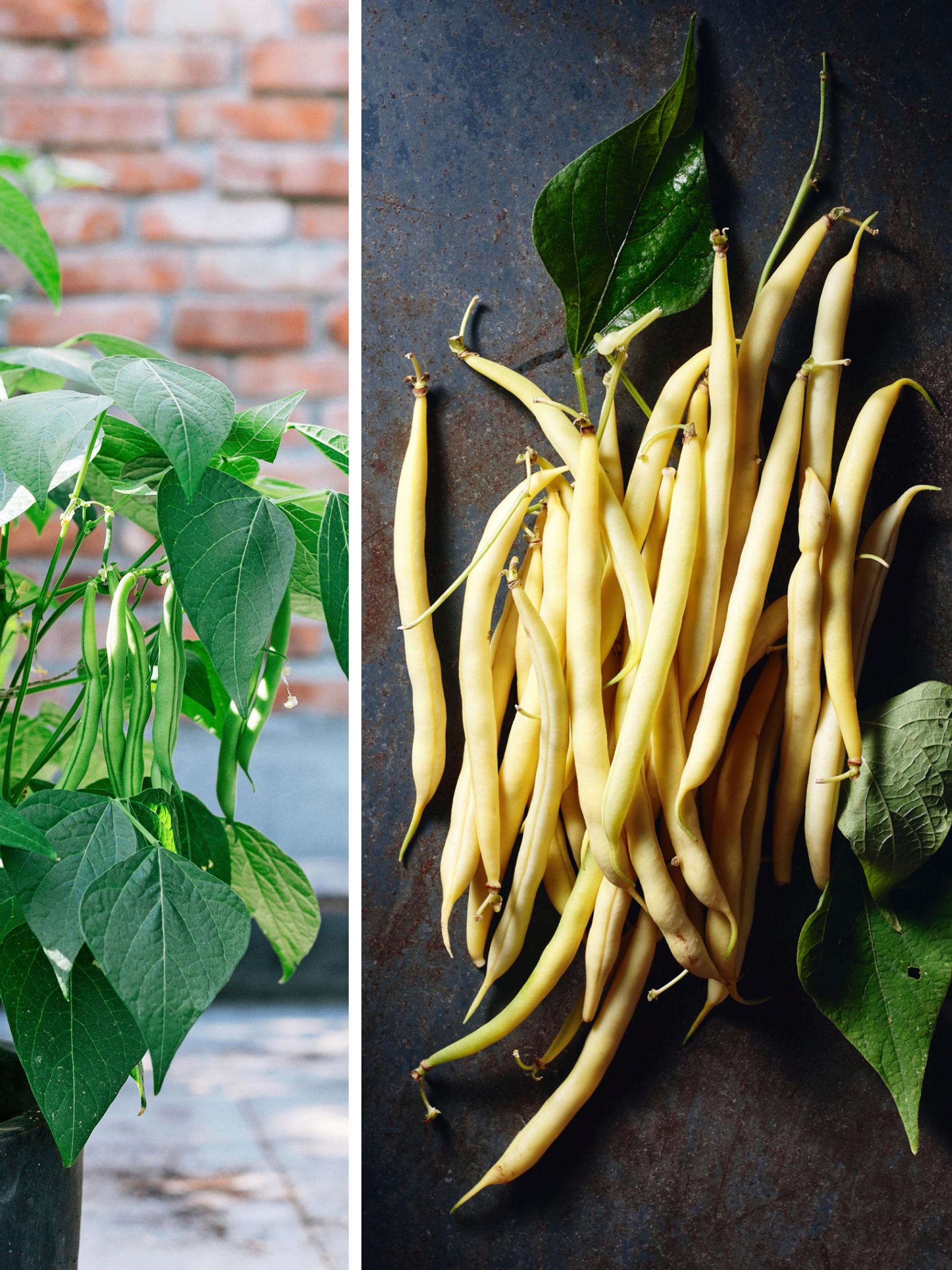 Pavut ja linssit – maistuvimmat papu- ja linssireseptit | Kotona