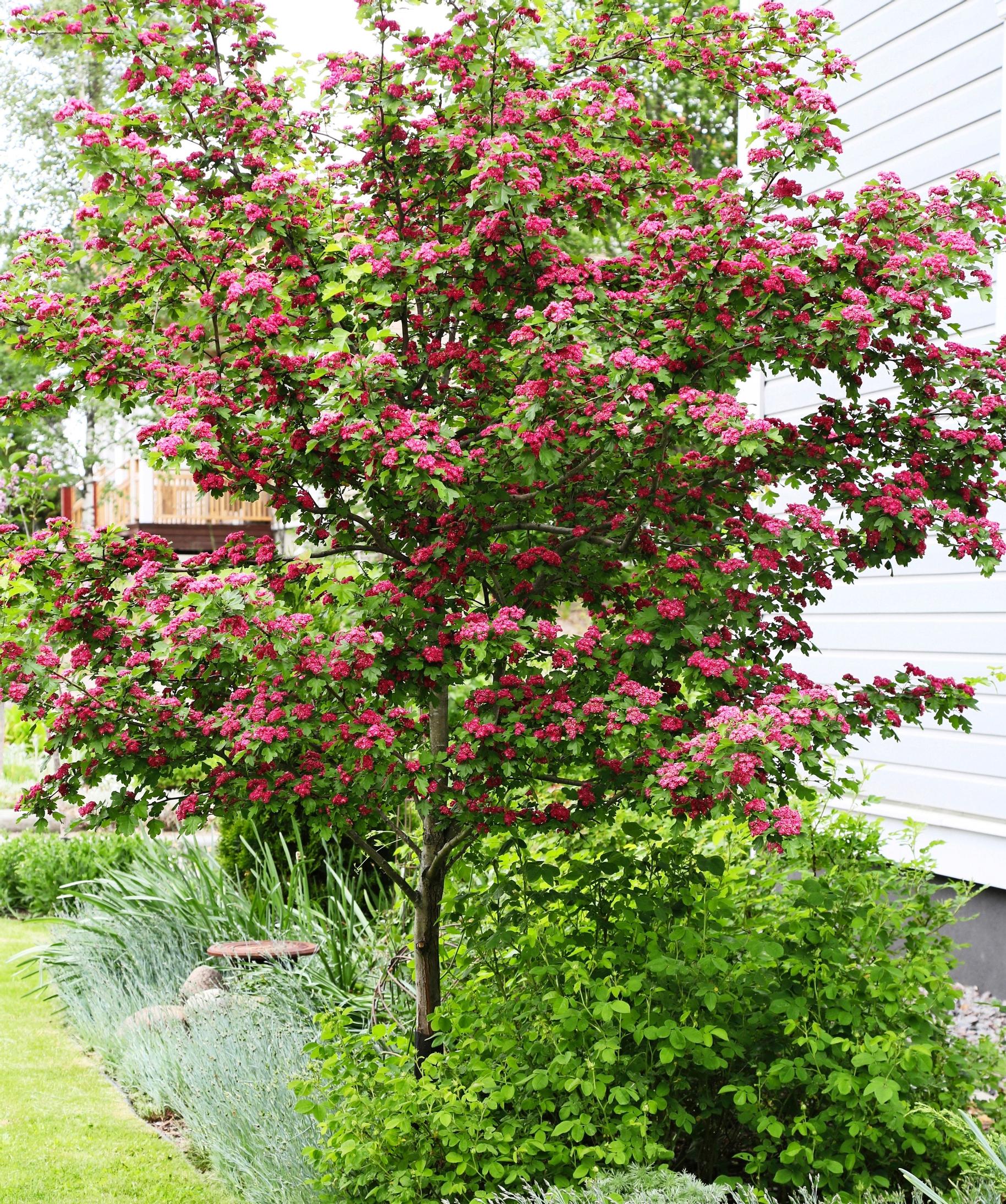 Kukkivat puut – ota ideat ja vinkit talteen! | Viherpiha